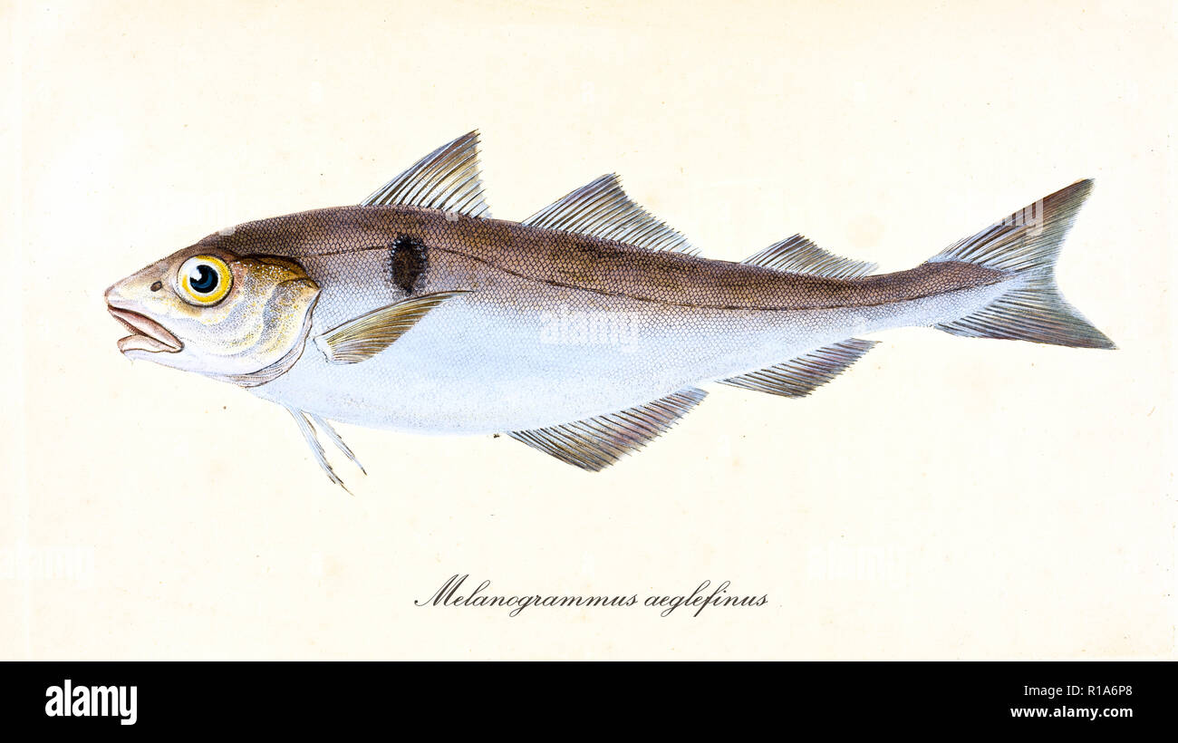 Haddock (melanogrammus aeglefinus) hi-res stock photography and images ...