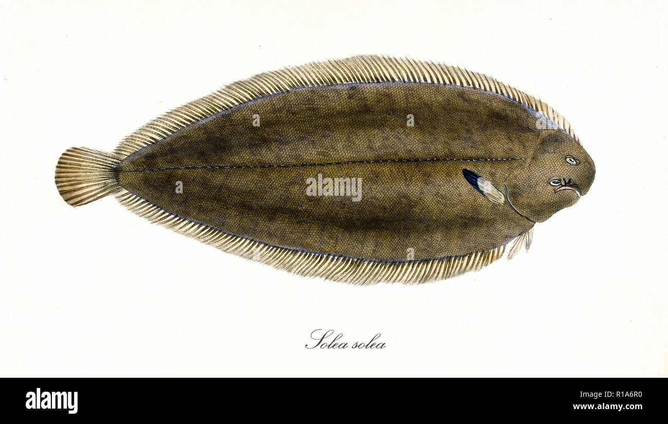 Ancient colorful illustration of Common Sole (Solea solea), side view ...