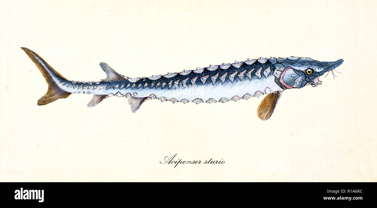 Ancient colorful illustration of European Sea Sturgeon (Acipenser ...