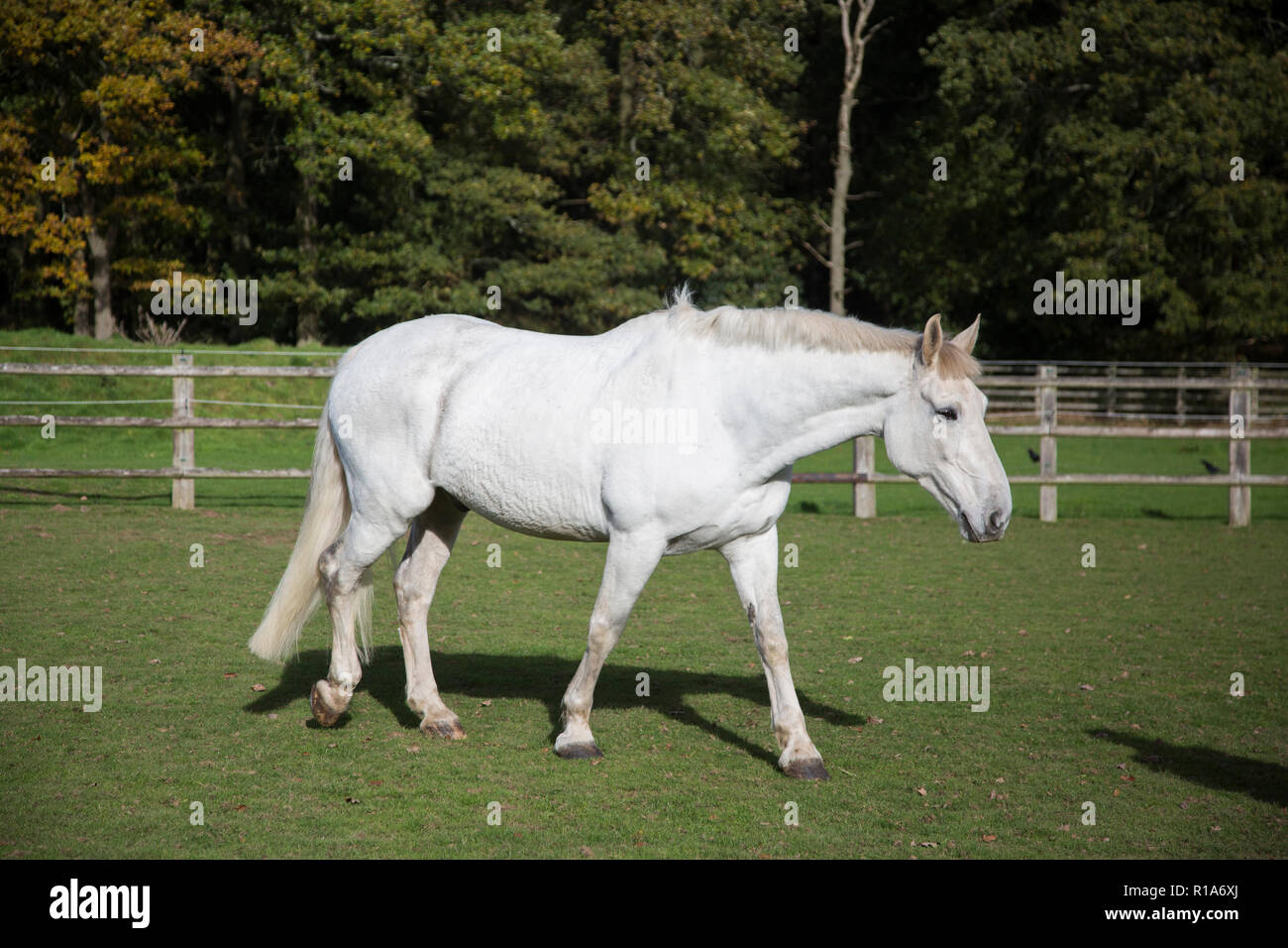 Field white horse hi-res stock photography and images - Alamy