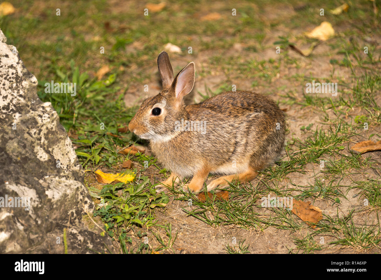 Baby bunny eastern cottontail hi-res stock photography and images - Alamy