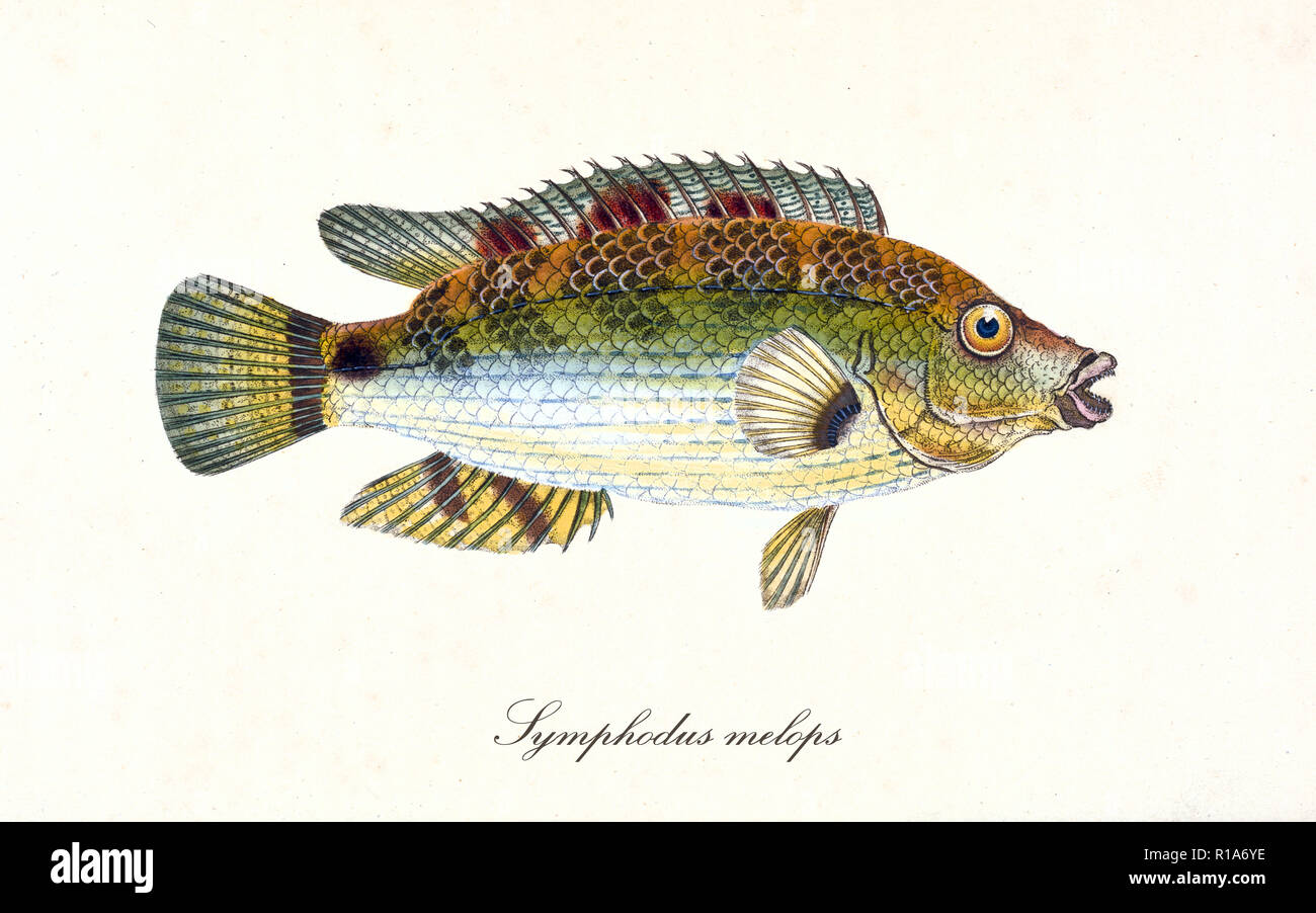 Ancient colorful illustration of Corkwing Wrasse (Symphodus melops ...