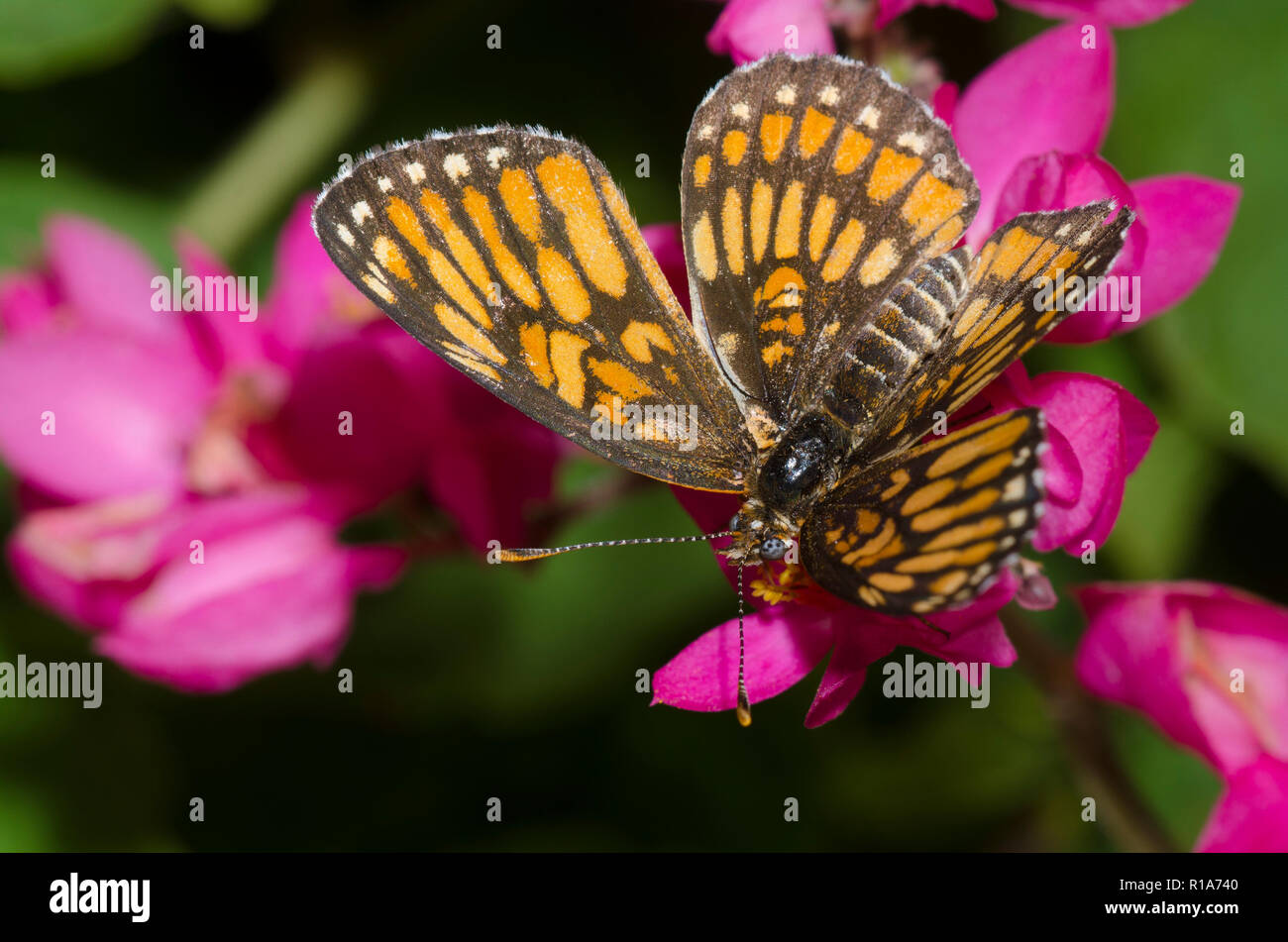 Female bush tribe hi-res stock photography and images - Alamy