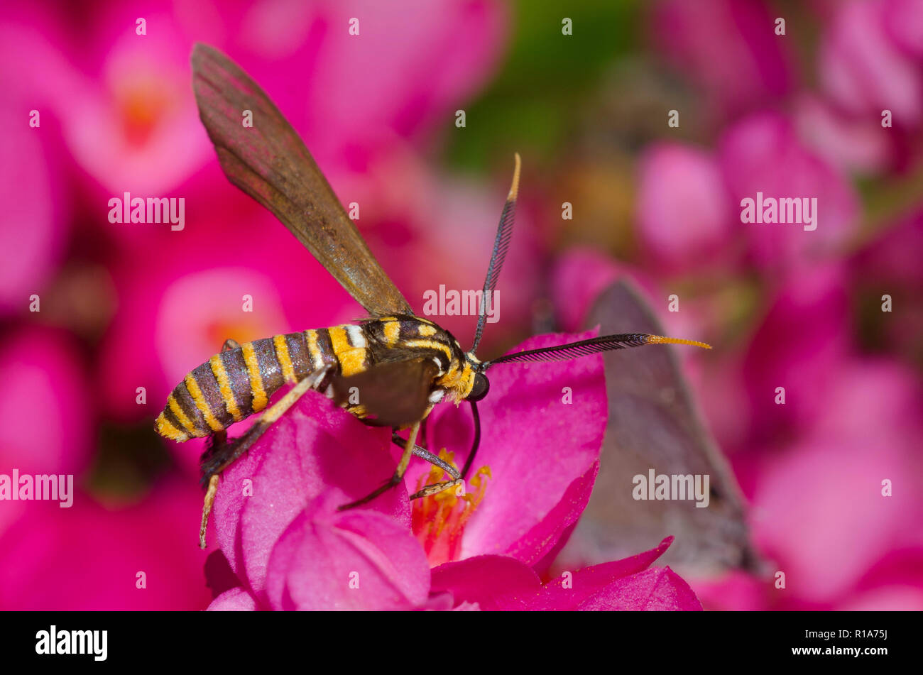 Texas Wasp Moth, Horama panthalon, on coral vine, Antigonon leptopus ...