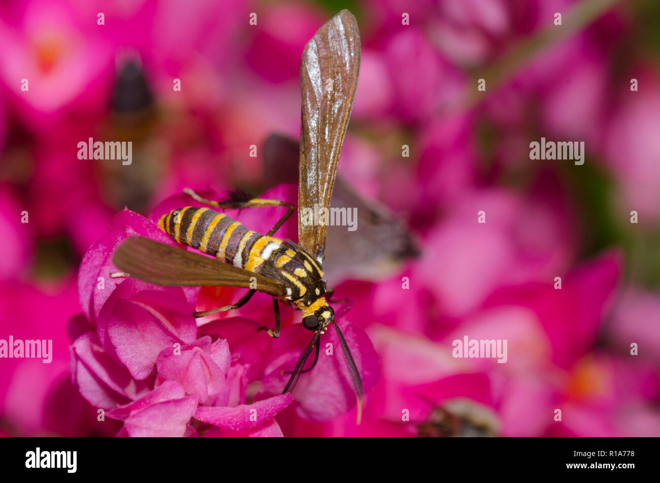 Texas Wasp Moth, Horama panthalon, on coral vine, Antigonon leptopus ...