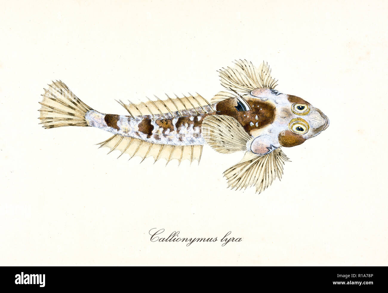 Ancient colorful illustration of Common Dragonet (Callionymus lyra ...