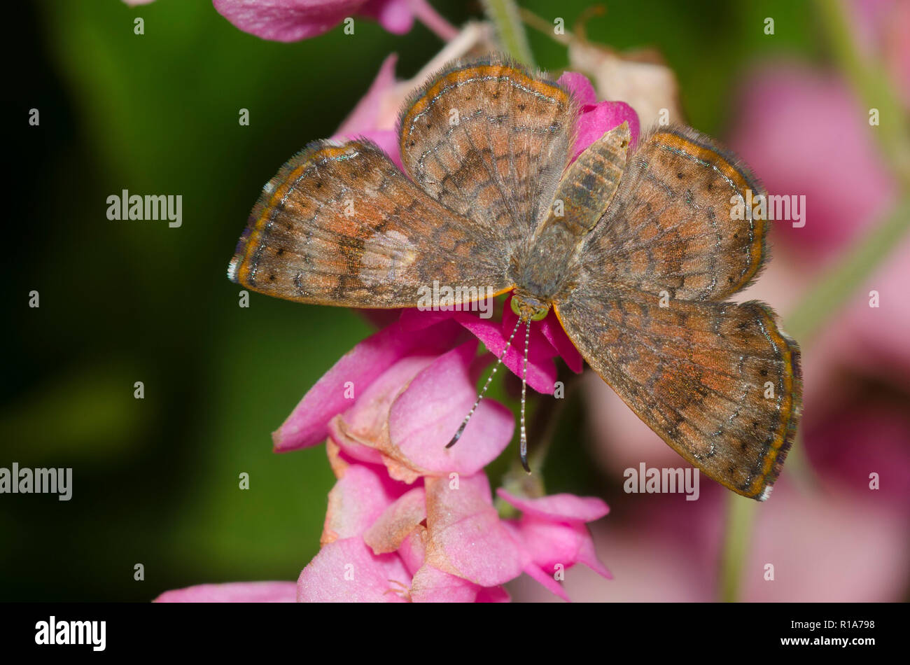 Fatal Metalmark, Calephelis nemesis, female on coral vine, Antigonon ...
