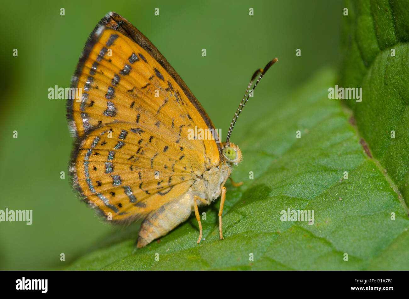 Fatal Metalmark, Calephelis nemesis, female Stock Photo - Alamy