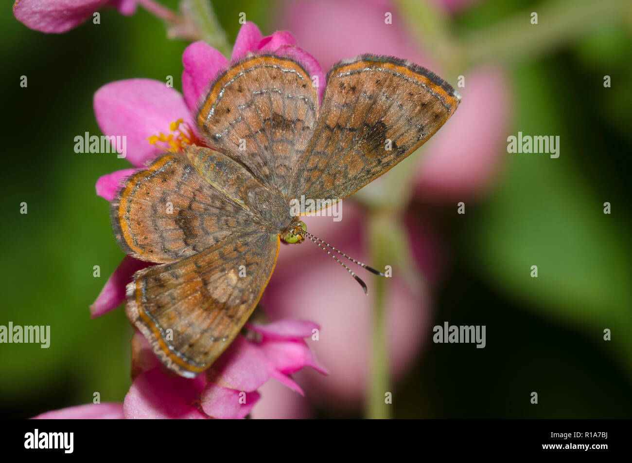 Fatal Metalmark, Calephelis nemesis, female on coral vine, Antigonon ...