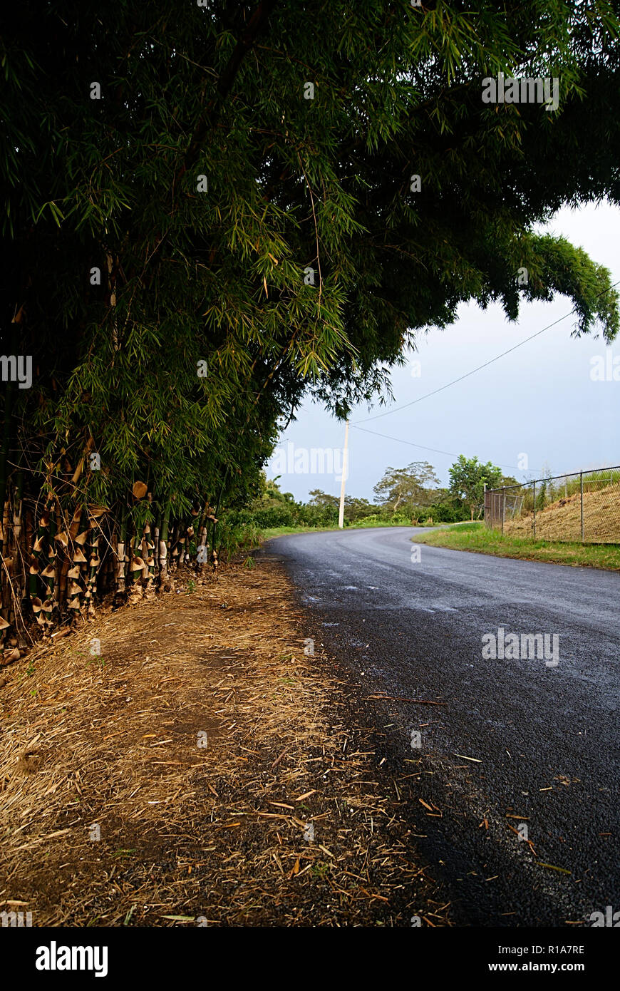 side view of rural road with bamboo planting beside the road Stock ...