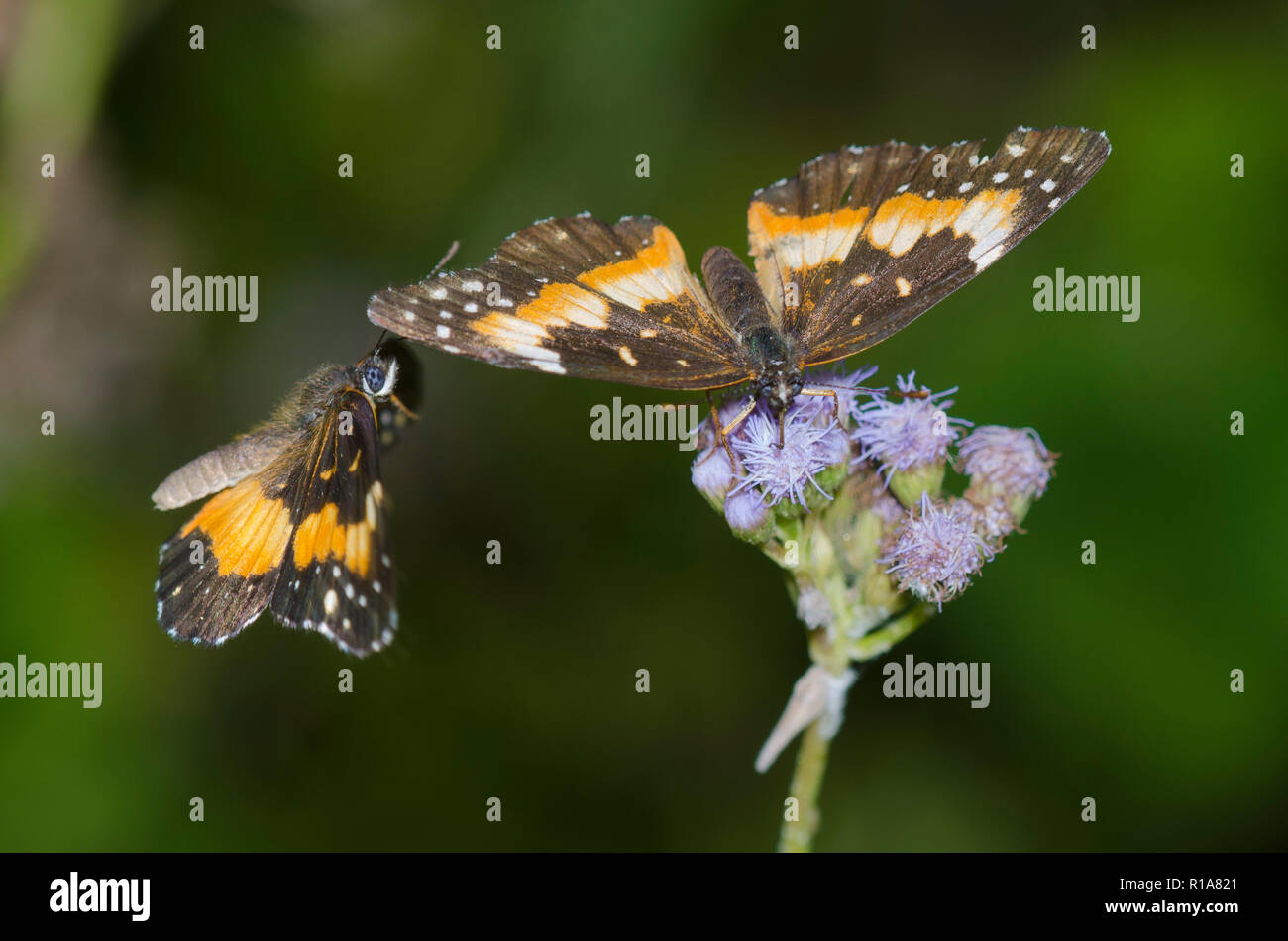 Bordered Patches, Chlosyne lacinia, courting on mist flower ...