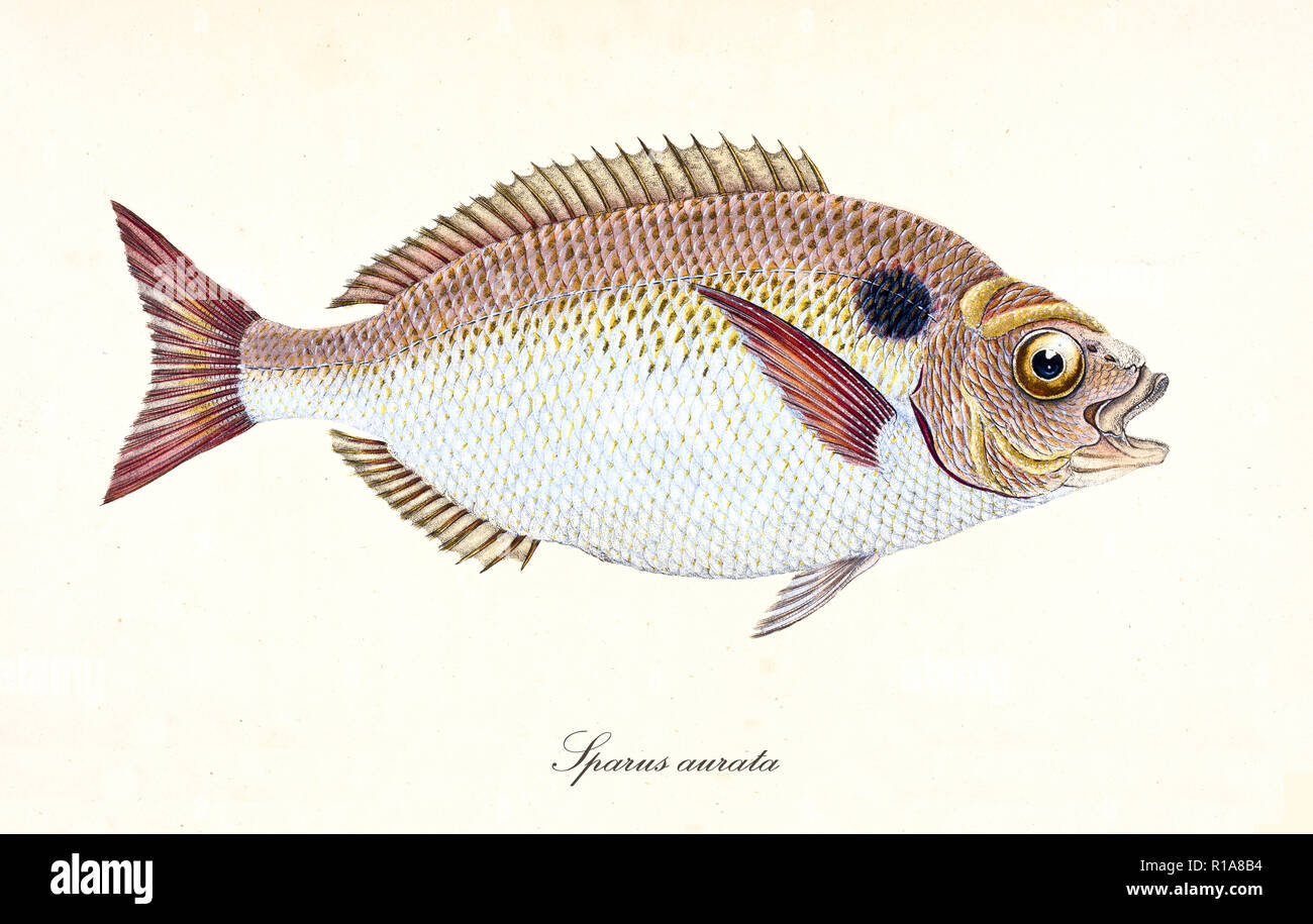 Ancient colorful illustration of Gilt-Head Bream (Sparus aurata), side ...