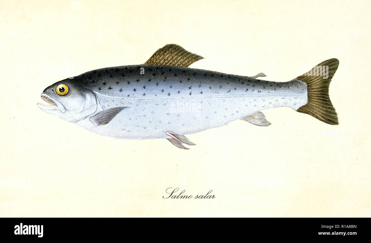 Atlantic salmon salmo salar sea hi-res stock photography and images - Alamy