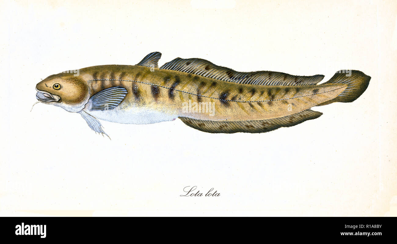 Ancient colorful illustration of Burbot (Lota lota), side view of the ...
