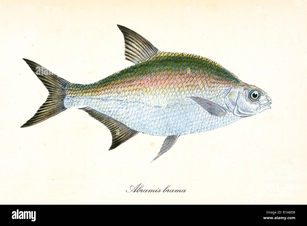 Ancient colorful illustration of Common Bream (Abramis brama), side ...