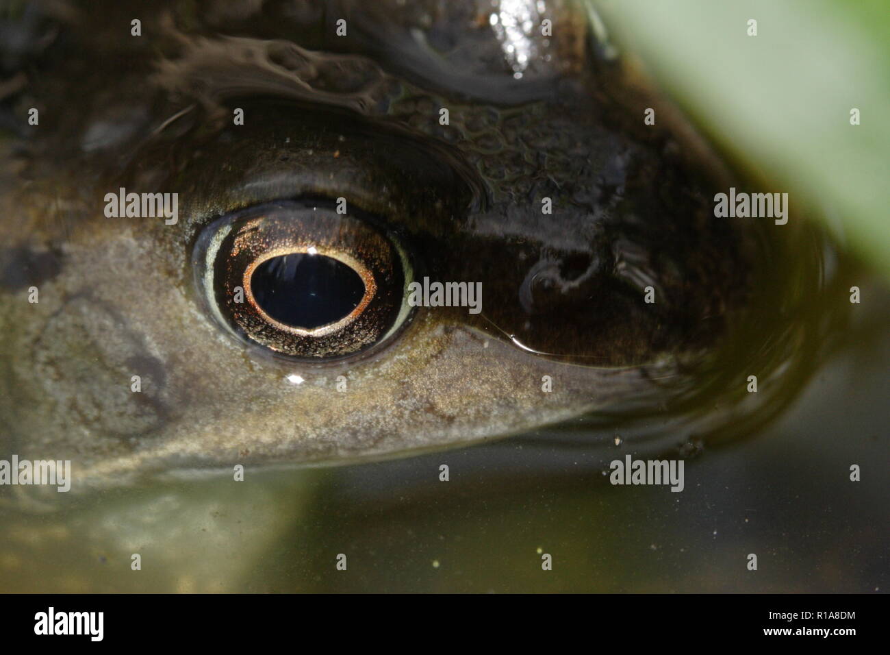 Slimy head hi-res stock photography and images - Alamy