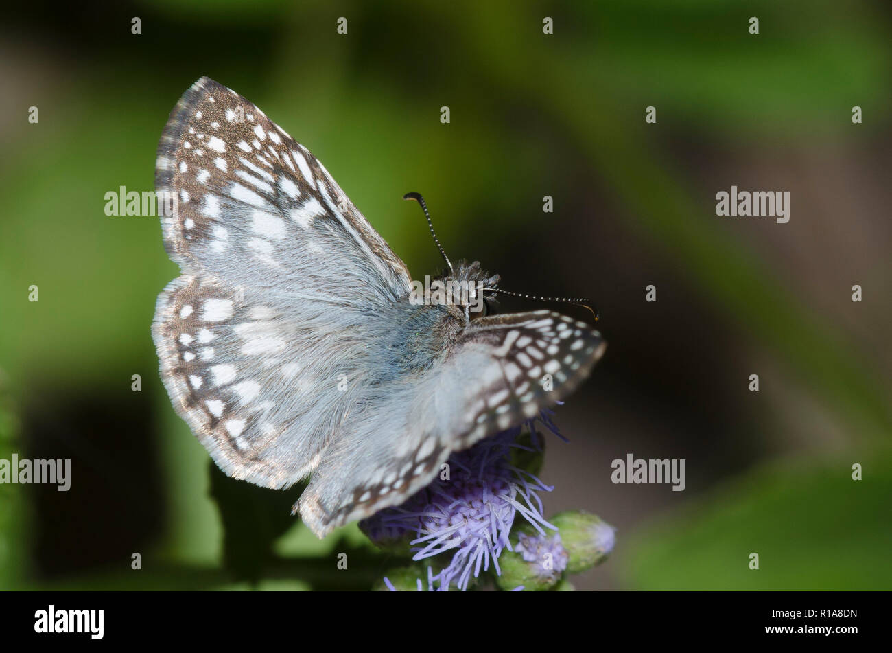 Tropical skipper hi-res stock photography and images - Alamy
