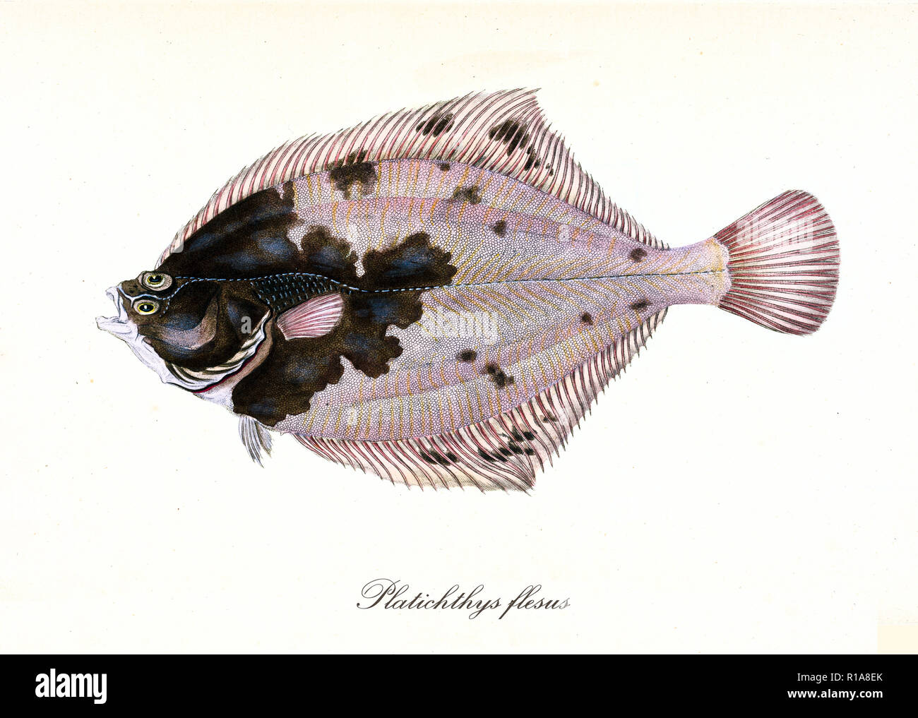Ancient colorful illustration of European Flounder (Platichthys flesus ...