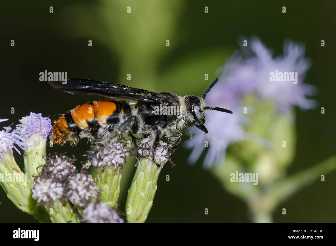 Scoliid Wasp, Campsomeris tolteca, on mist flower, Conoclinium sp Stock ...