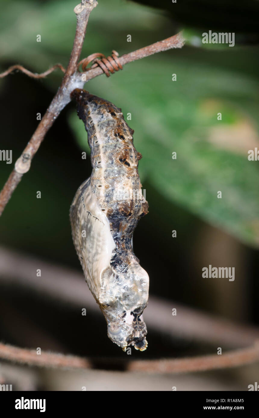 Gulf Fritillary Butterfly Chrysalis