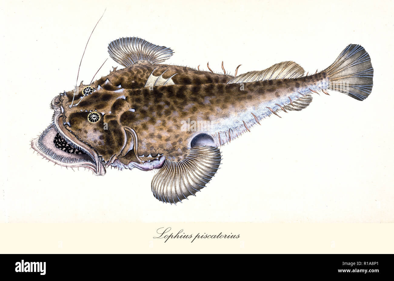 Angler fish lophius piscatorius hi-res stock photography and images - Alamy