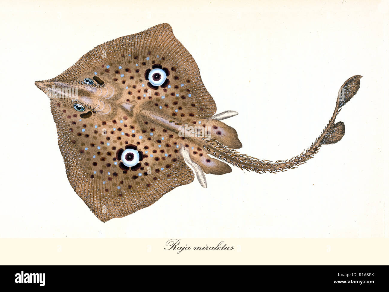 Ancient colorful illustration of Twineyed Skate (Raja Miraletus), top ...
