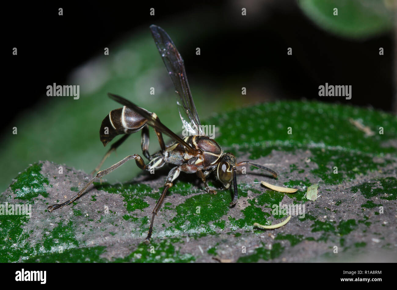 Paper Wasp, Mischocyttarus mexicanus, gathering pulp for nest building ...