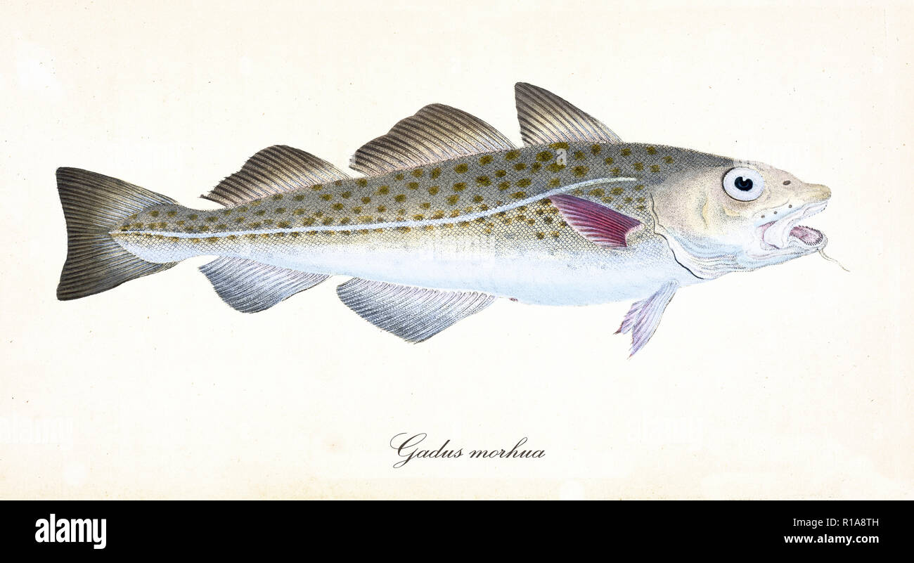 Codling gadus morhua hi-res stock photography and images - Alamy