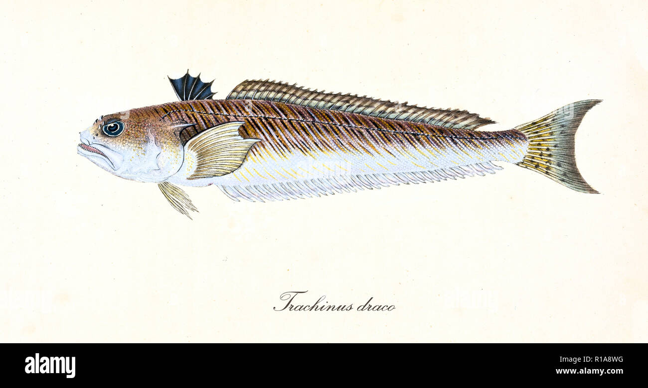 Ancient colorful illustration of Greater Weever (Trachinus draco), side ...