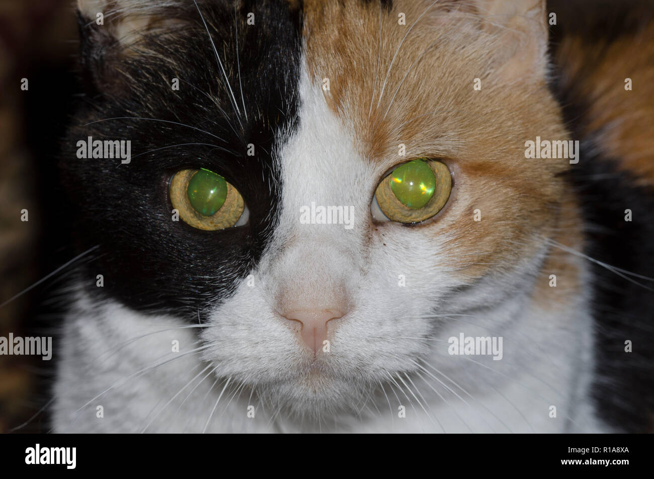 S catus hi-res stock photography and images - Alamy
