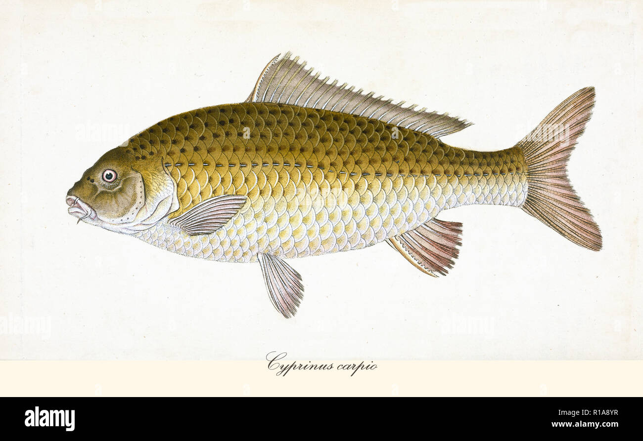 Ancient colorful illustration of Common Carp (Cyprinus carpio), side ...