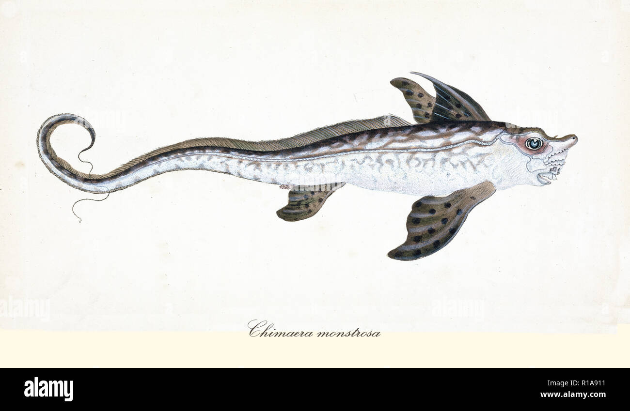 Ancient colorful illustration of Rabbit Fish (Chimaera monstrosa), side ...