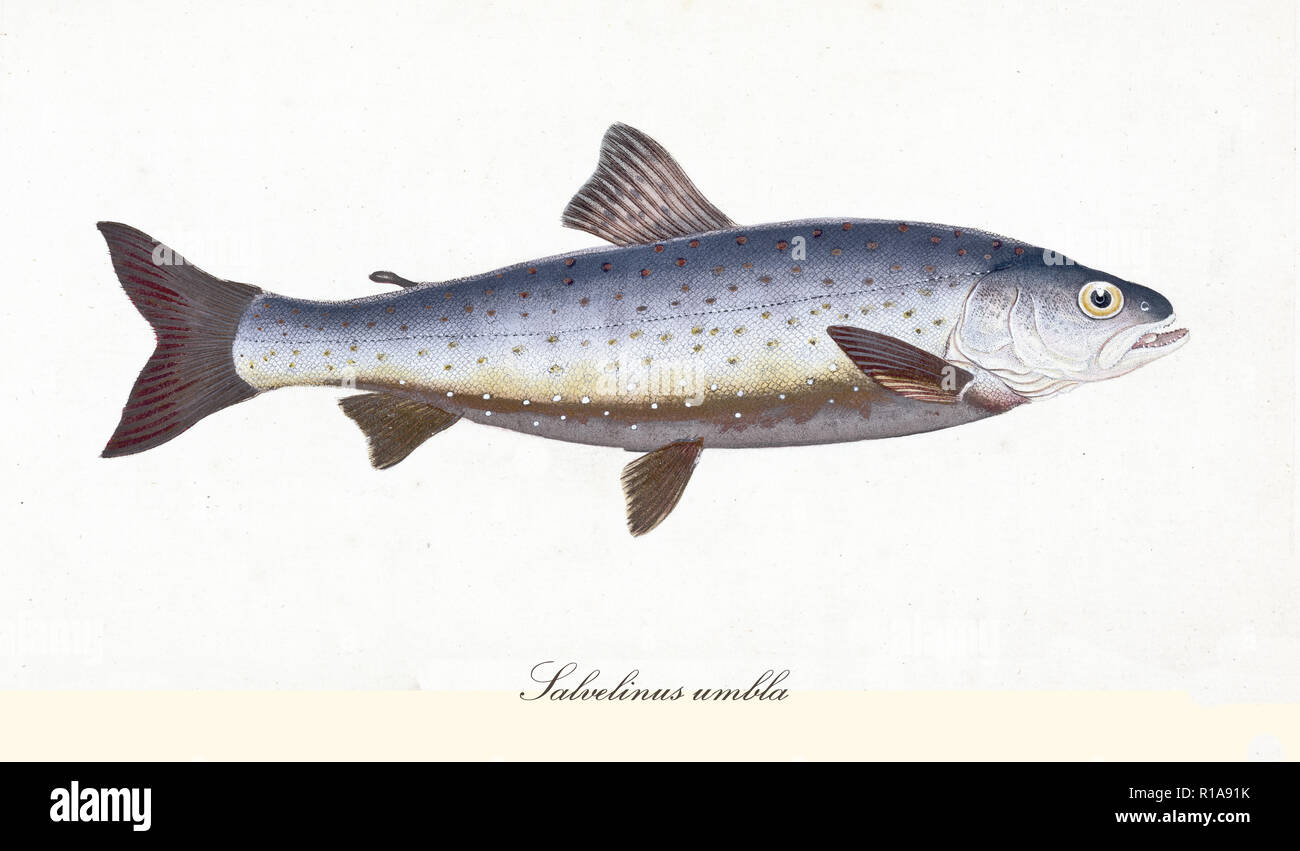 Ancient colorful illustration of Lake Char (Salvelinus umbla), side ...