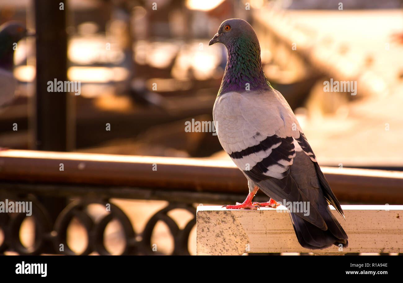 Beautiful Pigeon Bird side view Stock Photo - Alamy