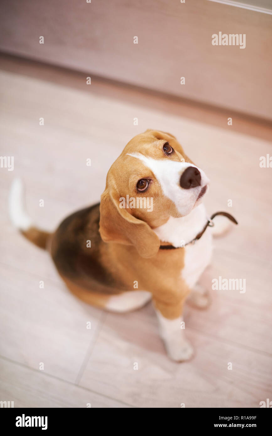 Beagle dog sitting on wooden floor above top view Stock Photo - Alamy