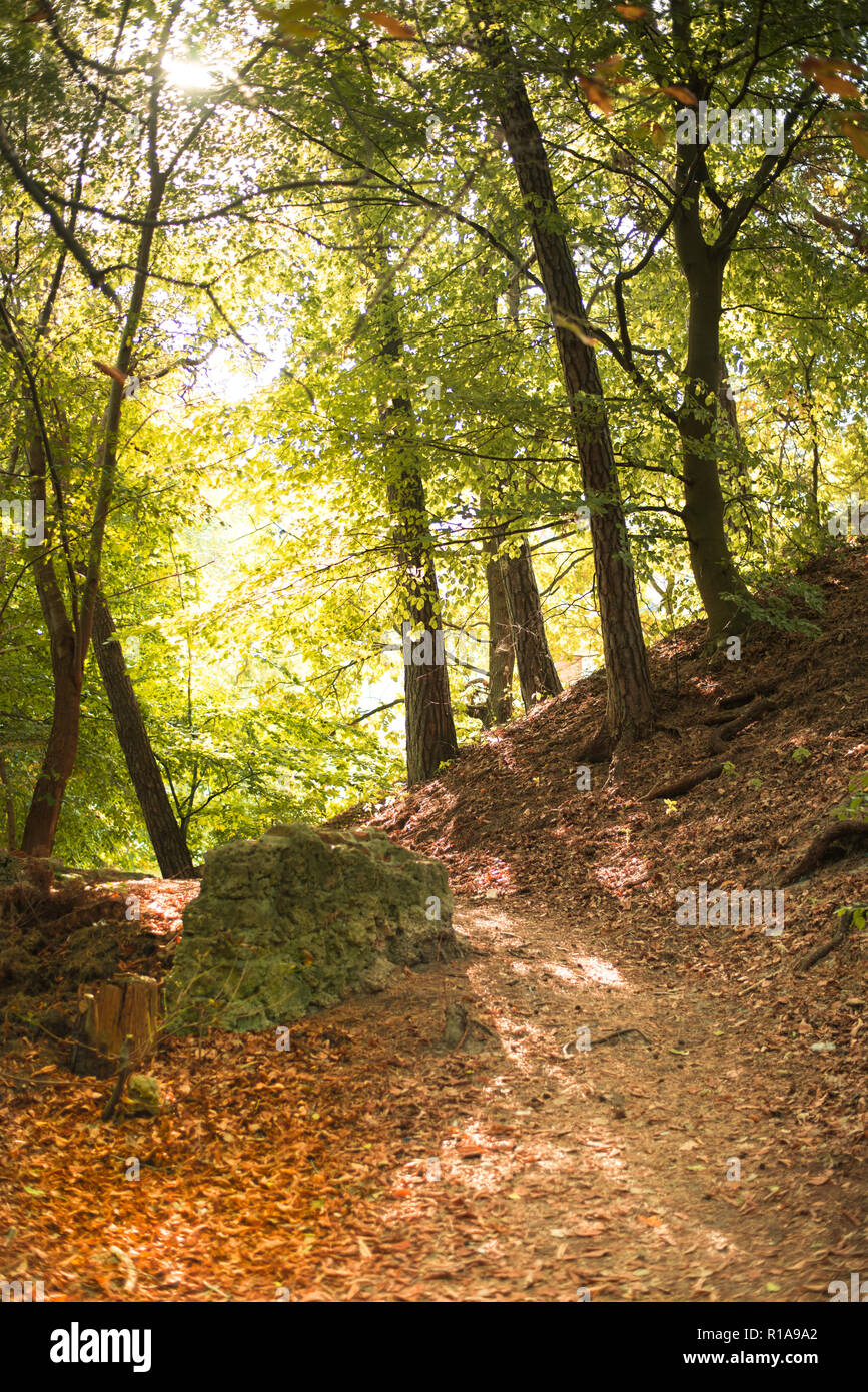 Sunny Autumn Forest Colours Stock Photo - Alamy