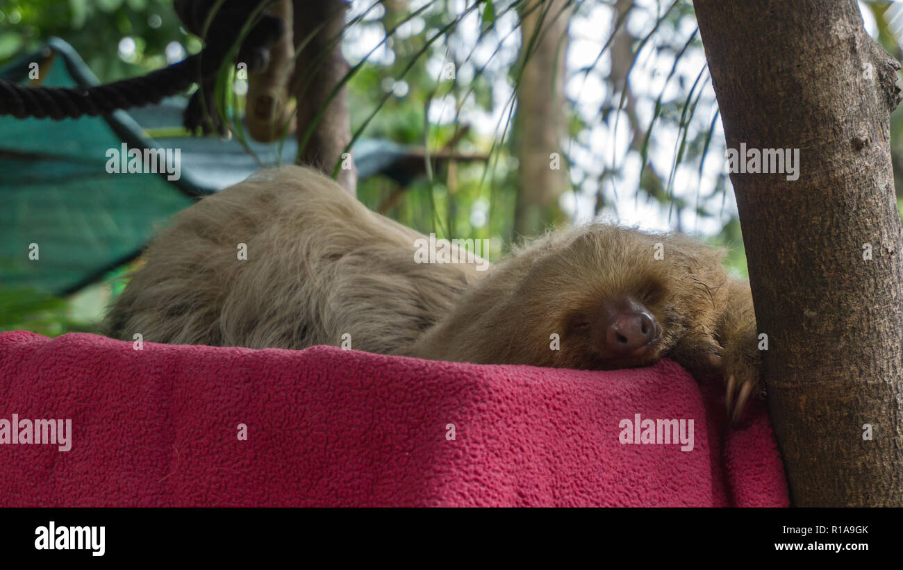 Cute two toed sloth sleeping hi-res stock photography and images - Alamy