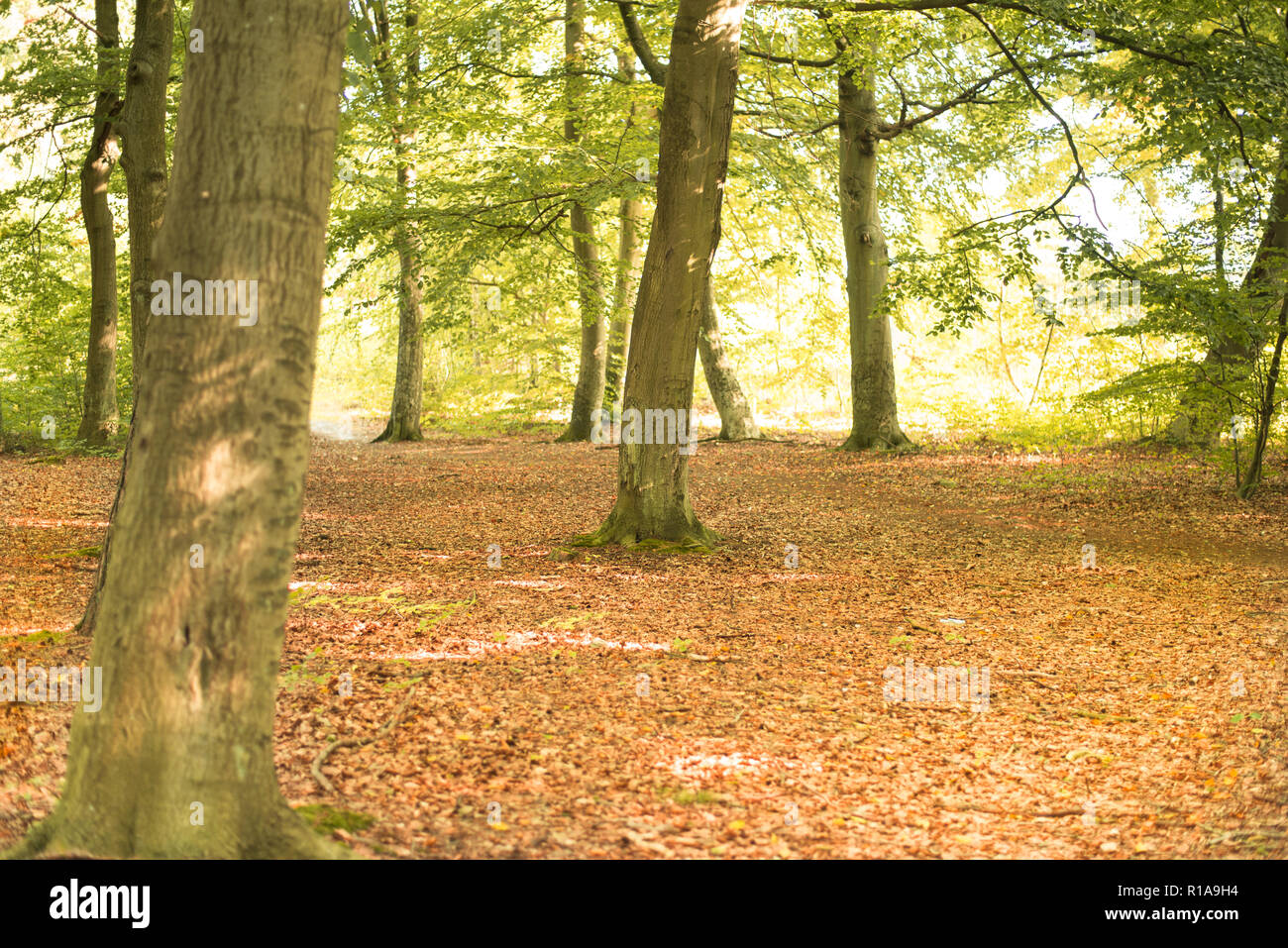 Sunny Autumn Forest Colours Stock Photo - Alamy