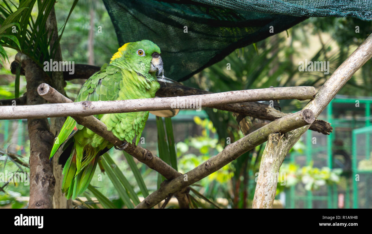 Parrot on a stick hi-res stock photography and images - Alamy
