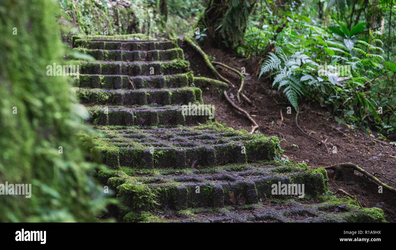 Jungle steps hi-res stock photography and images - Alamy