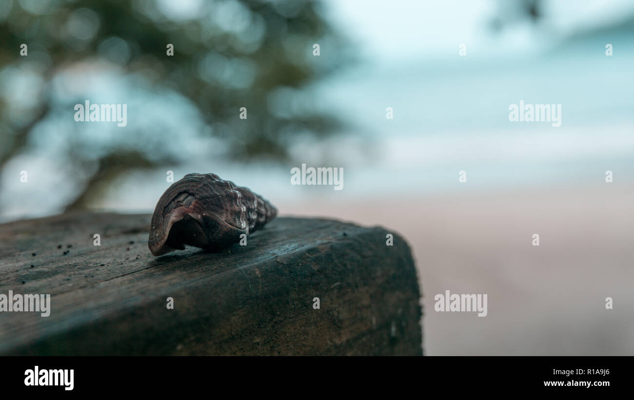 Shell isolated on a rock with the beach in the background Stock Photo ...