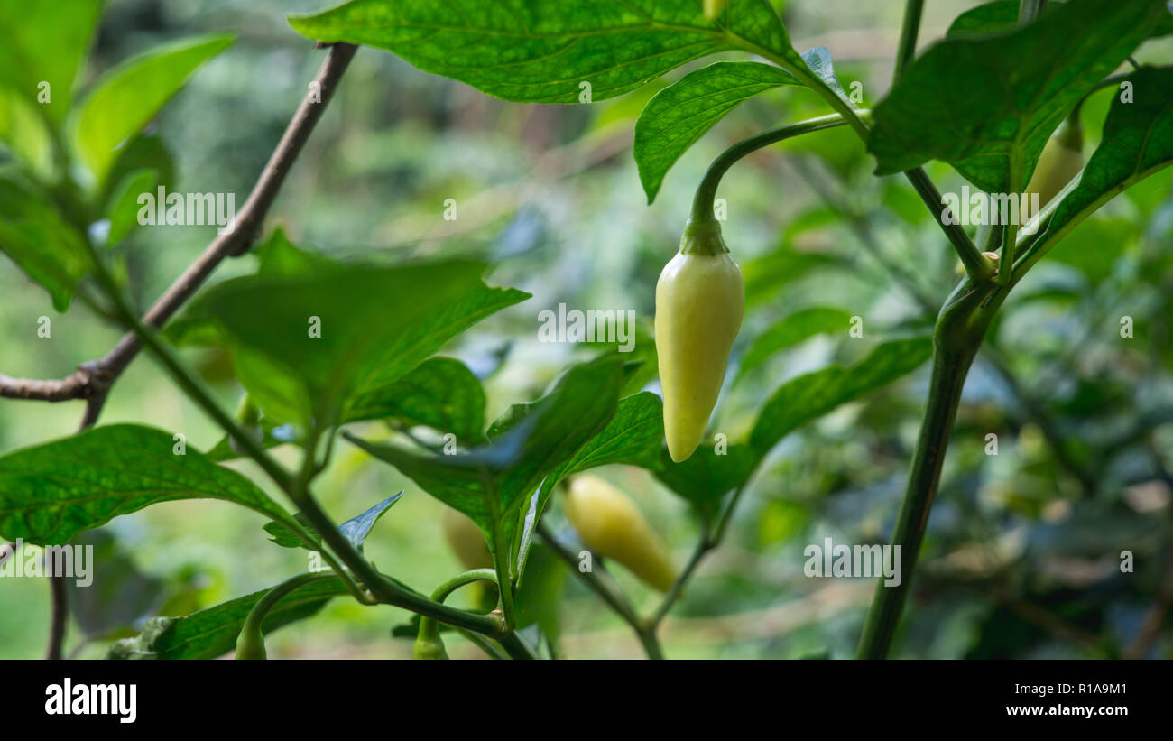 Small yellow chilli pepper growing in nature on a bush Stock Photo - Alamy