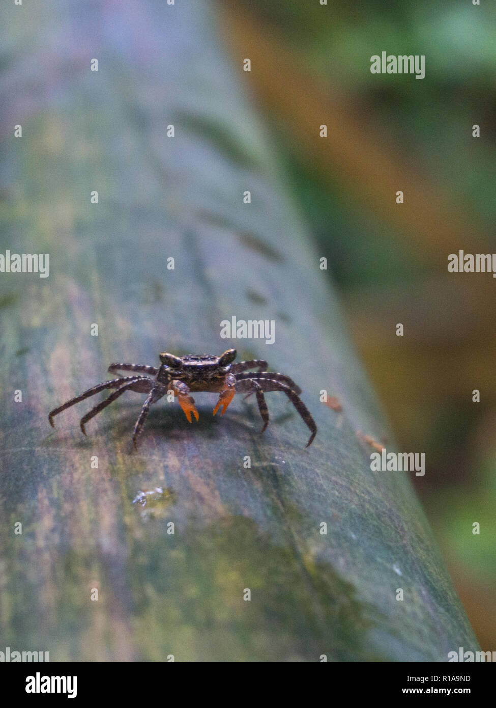Coconut crab fakarava tuamotu archipelago hi-res stock photography and ...
