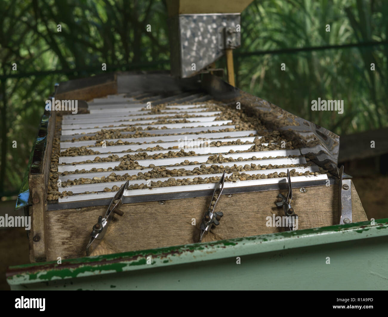 Sifting and sorting coffee beans by their size on an old machine Stock ...