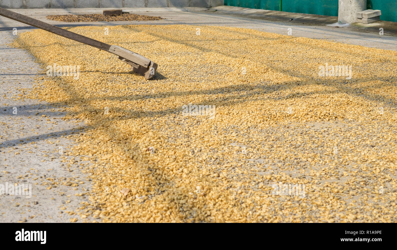 Coffee Beans sun drying the traditional way on the floor Stock Photo ...
