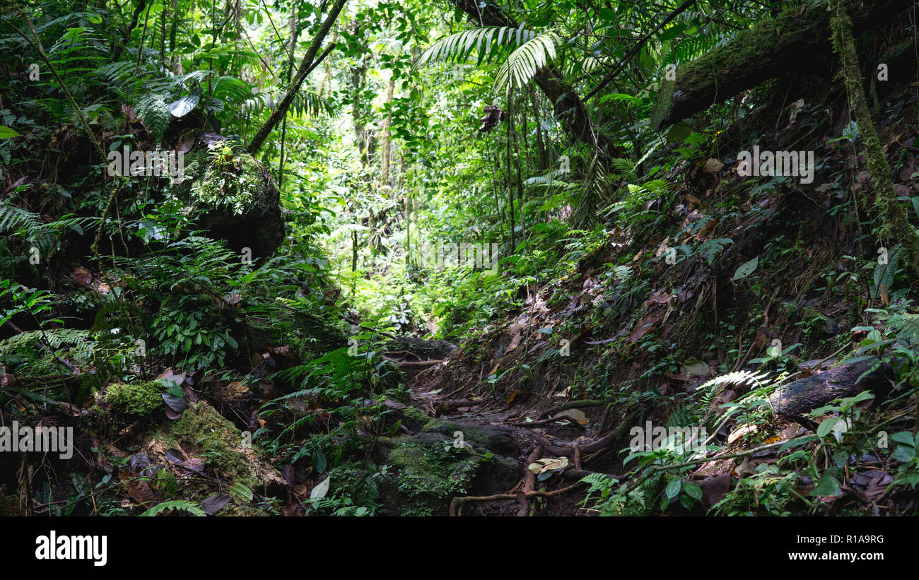 Inside a jungle trail - beautiful green view between the plants and ...