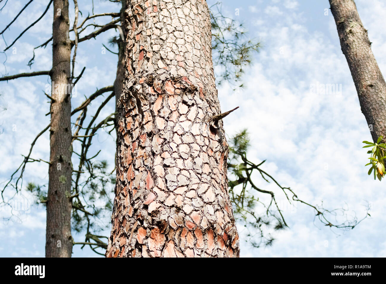 Pine Tree Bark Identification