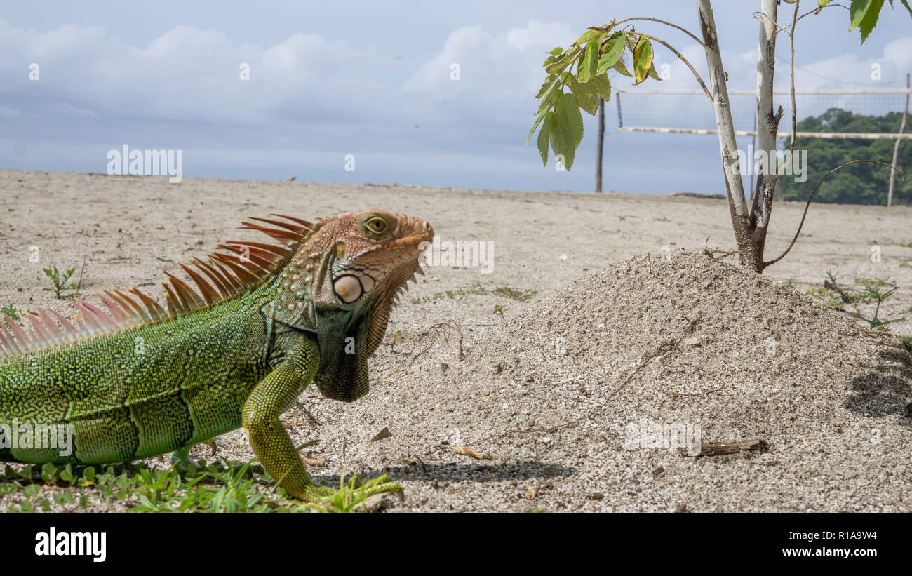 Green Leguan High Resolution Stock Photography and Images - Alamy