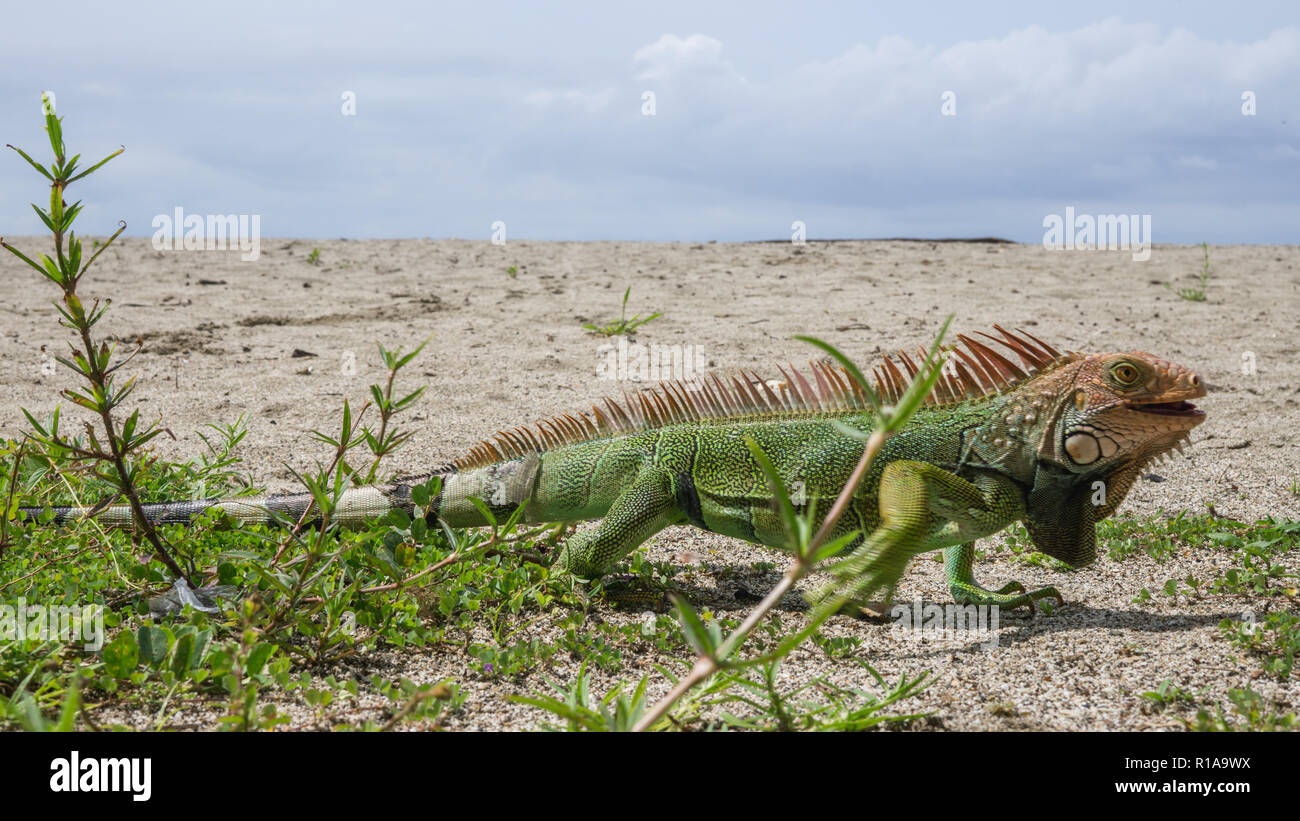 Green Leguan High Resolution Stock Photography and Images - Alamy