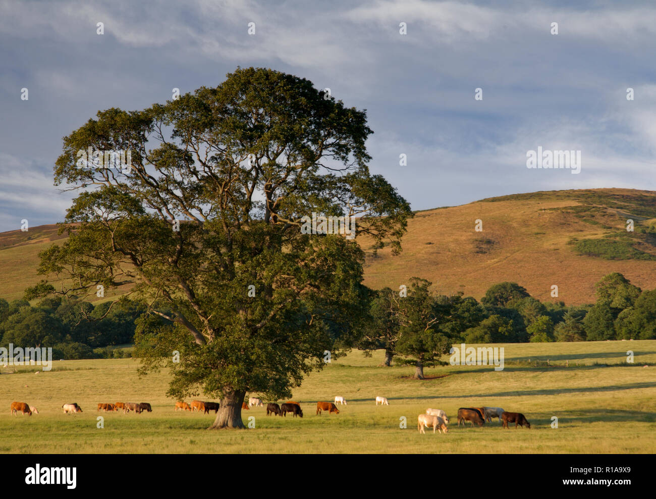 Cows grazing under a large oak tree in North Wales Stock Photo - Alamy